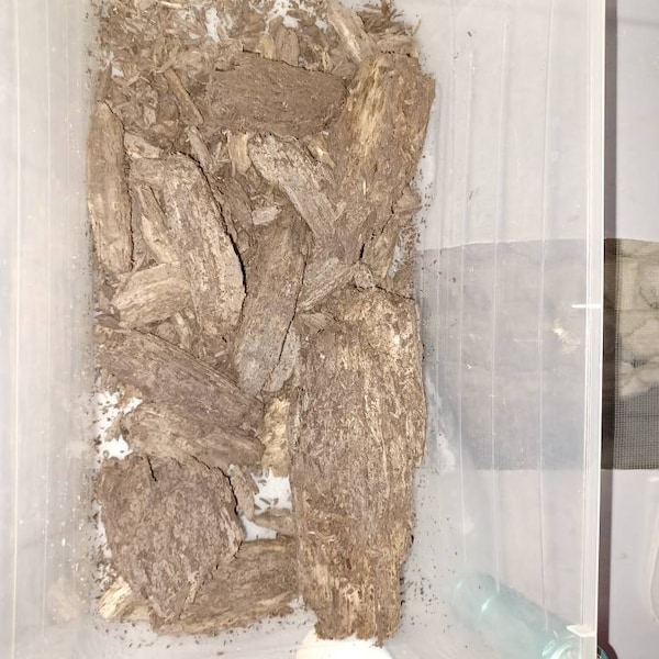 Shredded Rotten Wood (flake Soil) Beetle, Millipede, Isopod Substrate ...