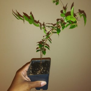 Rainforest Plum Eugenia Candolleana Cambui Roxo Murtinha | Etsy