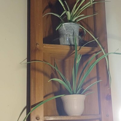 4 Pot Touch'n-smell Vicks Plant Plectranthus - Etsy