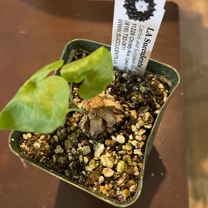 Stapelia Rufa - Etsy