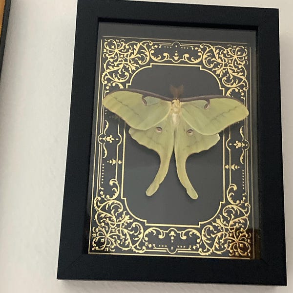 Real Luna Moth Gold Foil Gothic Victorian Actias Luna Resting Framed ...