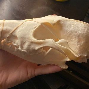 10 Deer Distal Phalanx Bones Phalanges Knuckle Bones | Etsy