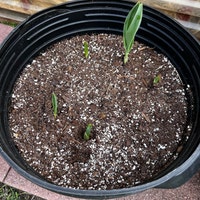 Garlic Elephant Seed:0.15 OZ About 11 to 15 Cloves Organic Fresh Seeds ...