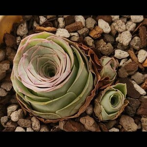 Lithops Aucampiae 'jackson's Jade' C395 10 Seeds - Etsy