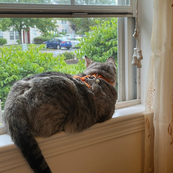 Cat Harness With Breakaway Personalized Cat Collar,quick Release Cat ...
