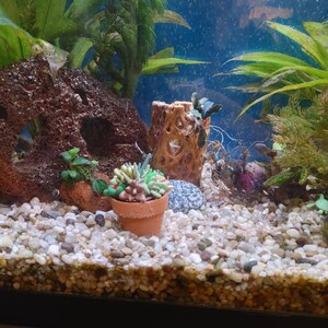 NO FLOATERS Beginner Pack 10 Tiny Random PLANT Species Low - Etsy
