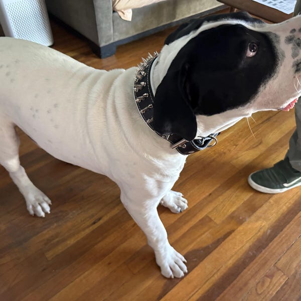 Bestia™ Genuine Leather hektor Harness. Rivet Design. Soft Padded With ...