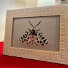 Hand Embroidery Pattern. PDF. Tiger Moth. Apantesis Incorrupta. How to ...
