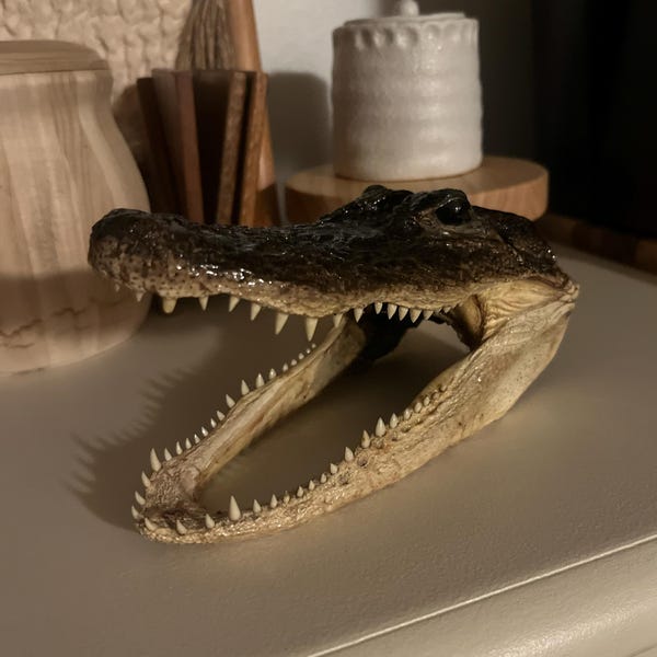 Five Alligator Heads From Genuine Louisiana Gator Taxidermy - Etsy