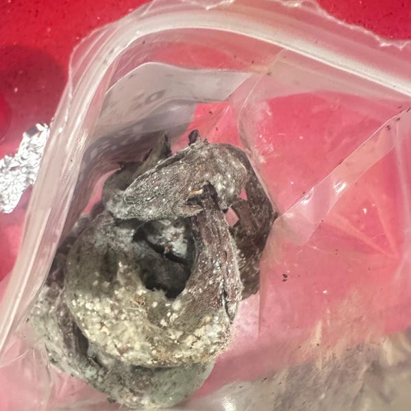 Ebevbarie/ Dried Fish/ 8 Pieces - Etsy