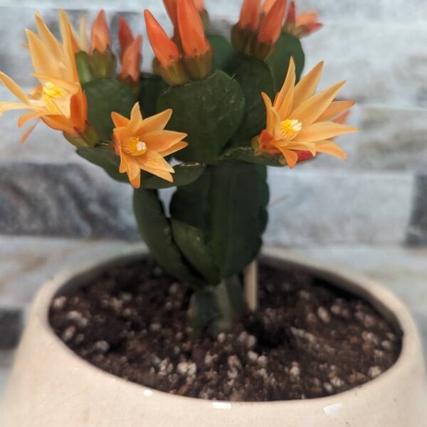 Spring Cactus, Easter Cactus, Rhipsalidopsis Gaertneri Unrooted ...