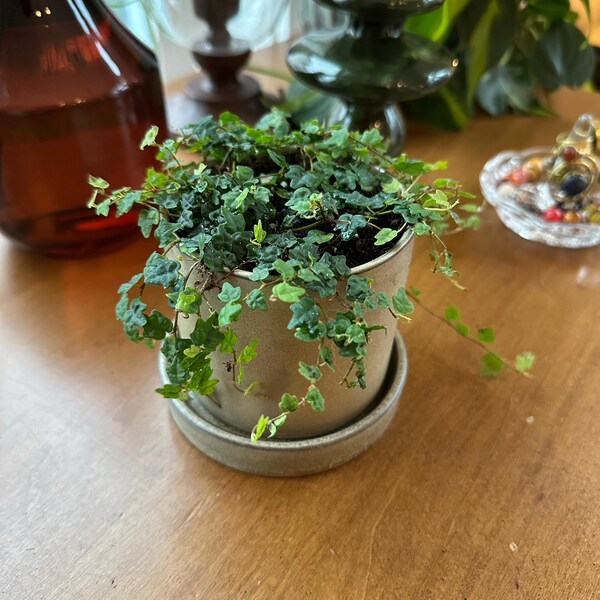 Starter Podocarpus Macrophyllus Maki Tree Outdoor Plant Landscape Live ...