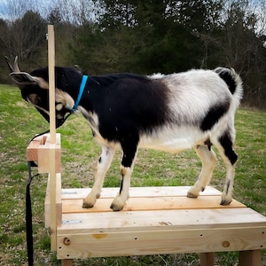 Goat Milk Stand for Pygmy and Dwarf Goats, Quality Eco Friendly Durable - Etsy
