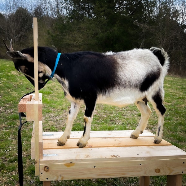 Goat Milk Stand for Pygmy and Dwarf Goats, Quality Eco Friendly Durable ...