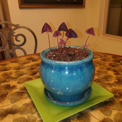 Species Crocus Blue Pearl Flower Bulbs Easy to Grow Perennial Plant Now ...