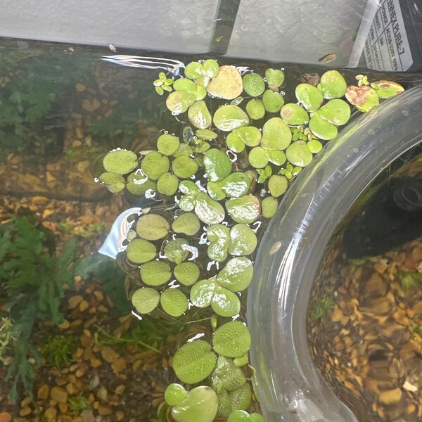 Starter Houseplant Cutting Bundle Satin Pothos, Pearl and Jade Pothos ...