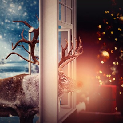 2 Reindeer Rudolf in a Christmas Window Digital Backgrounds Backdrops ...