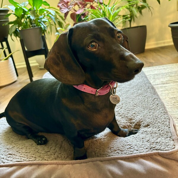 Rose Gold Personalised Dog Name Tag, Engraved Dog Tag for Large Dog ...