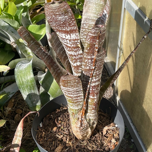 Hohenbergia 'fudge Ripple' - Etsy