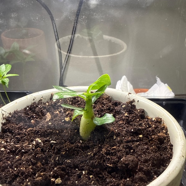 Desert Rose Black Fang Starter Plant **(ALL Plants Require You to ...