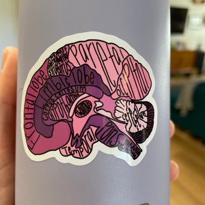 Labeled Brain Anatomy Sticker - Etsy