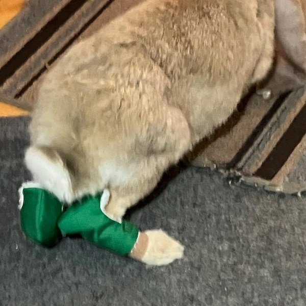 Size: Jumbo Rabbit Hock Socks (2-way Straps) - Etsy