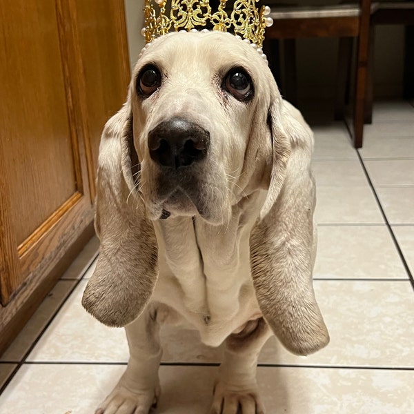 Gold Pet Crown With Adjustable Elastic – Princess Dog or Cat Costume - Etsy