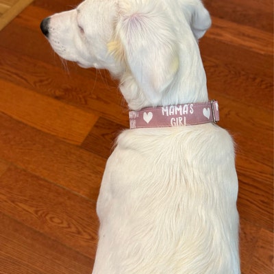Dog Collar/fresh Out of Fus Dog Collar/ Flower Dog Collar/ Cussing Dog ...
