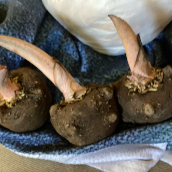 AMORPHOPHALLUS KONJAC Twenty Five (25) Bulbils - Voodoo Lily Bulb - Etsy