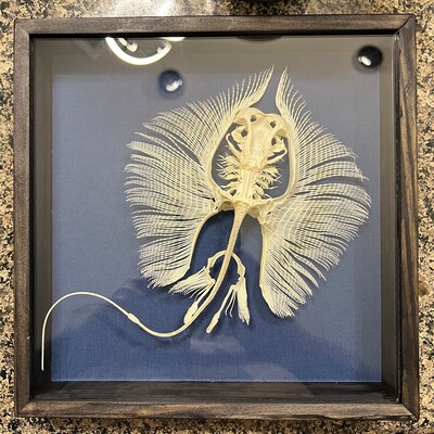 Real Lionfish Skeleton, Dendrochirus, Fish Taxidermy, on Display Base ...