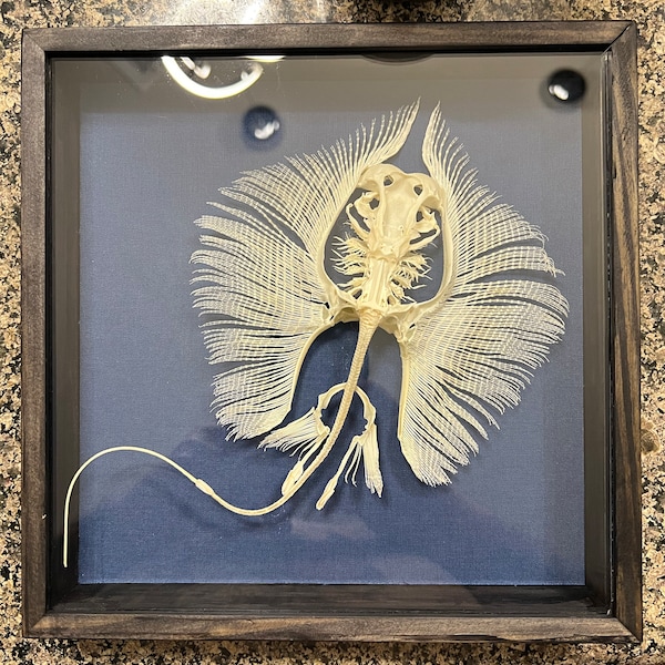 Stingray Skeleton Real Fish Taxidermy - Oddities Collector Marine ...
