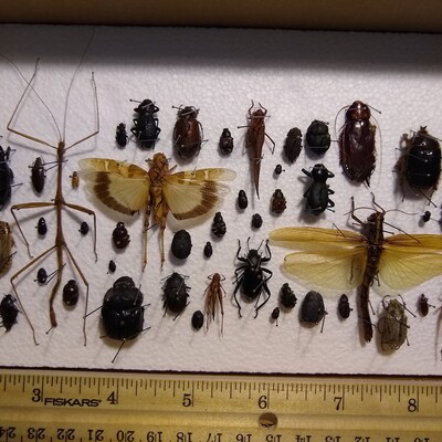 Assorted Beetles Bugs Insects Wholesale Mix Lot Collection Choose 1, 5 ...