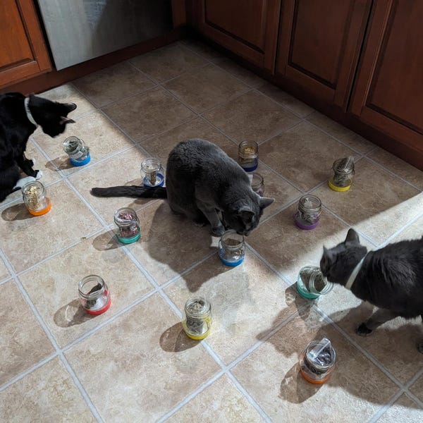 Cat Scent Enrichment Kit | 13 Herbs | Improve Wellbeing | Cat Toy | Cat ...