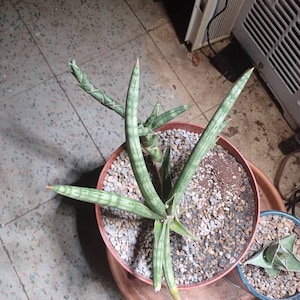 4 Inch Live Potted light Pink Kalanchoe Calandiva Double Blooms-rare ...