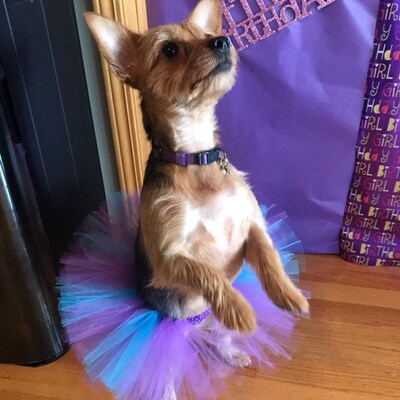 Dog Tutu: TURQUOISE BLUE & PURPLE Small / Medium / Large / - Etsy