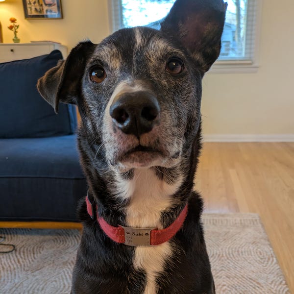 Cat Tag - Cat Collar Tag - Police Badge Cat Tag - Cat Name Tag ...