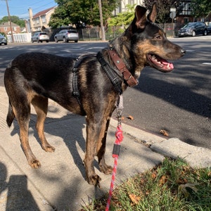 Sundance Shearling Dog Jacket so Boho Chic in Black - Etsy
