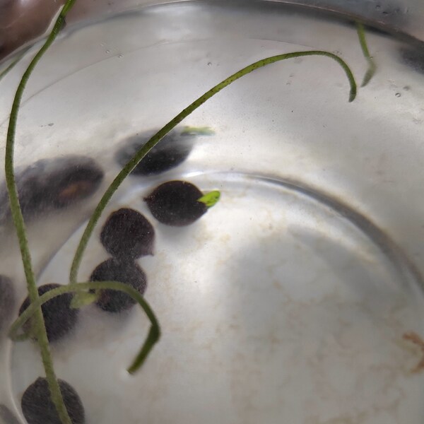 Rare Giant Indian Corn Seeds X50 Easy to Grow Colorful Massive Ears - Etsy