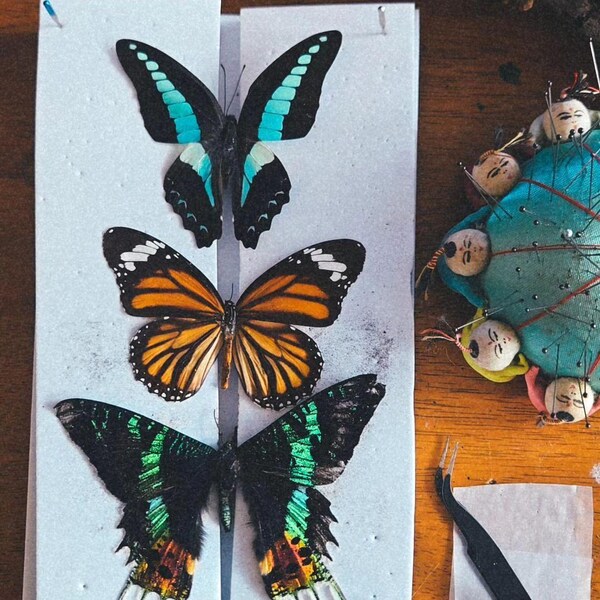 Butterfly Specimen in Glass Cover, Real Insect Specimen, Butterfly ...