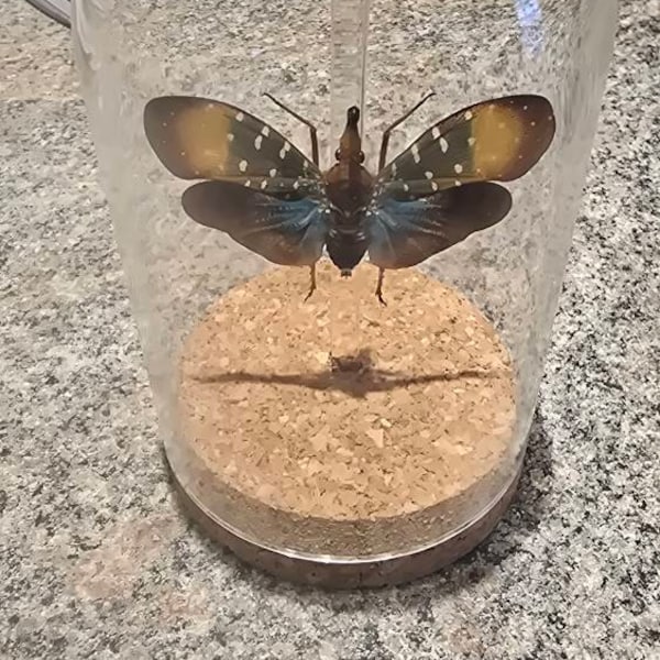 Colourful Lanternfly (pyrops Gunjii) Cicada Glass Bell Cloche Dome ...