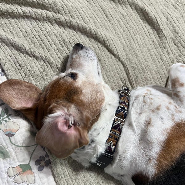 UGLY Bells for Pet Collar Chipped Jingle Bell for Cat Collar Character ...