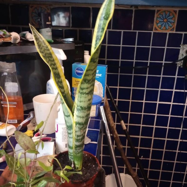 Scindapsus Pictus Platinum Java - 6" From Myplants - Etsy