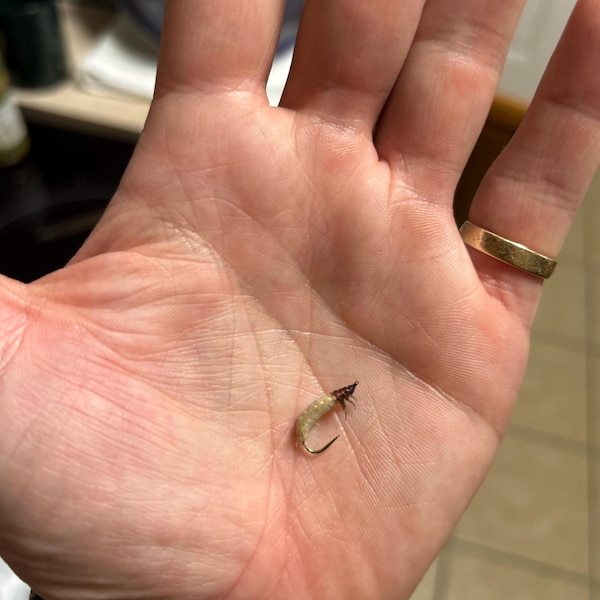 Fly Fishing - Caddisfly Larva - Realistic - Trout, Grayling, Barbel - Etsy