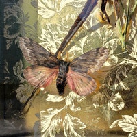 Coloradia Pink Saturn Moth Arizona USA - Etsy