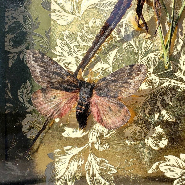 Coloradia Pink Saturn Moth Arizona USA - Etsy