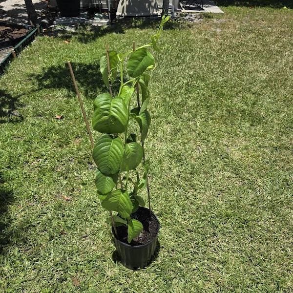 Mango MANILA, CARABAO, FILIPINO Tree, Grafted, 3gl - Etsy