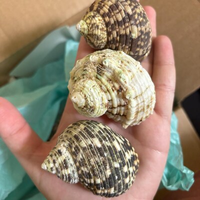 Kitten Paw Halves Florida Seashell Handpicked on Marco Island or ...