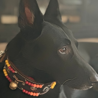 3' Spiky Wide Dog Collar Chain Set Buffalo Leather M/L/XL/XXL - Etsy