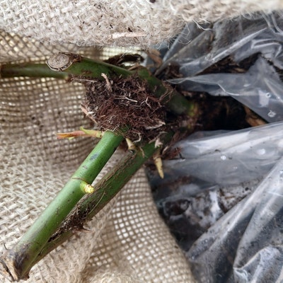 Rose 'fantastic at 60' Happy Birthday Rose Gift Wrapped With Huge Bow ...