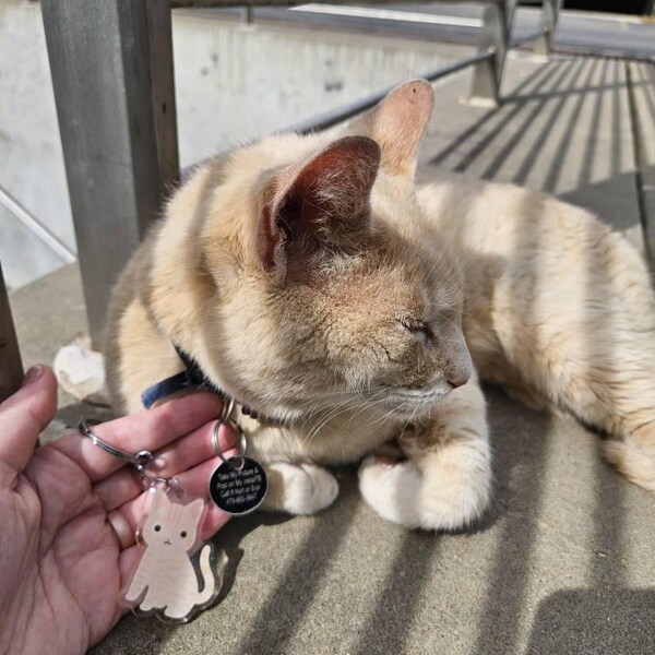 Black Mini Toy Poodle Dog Breed Waterproof Vinyl Sticker | Kawaii Chibi ...